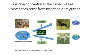 What is genetic selection? – International Working Dog Registry