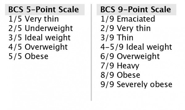 Weight and BCS Body Condition Score – Add new / Edit or Delete ...