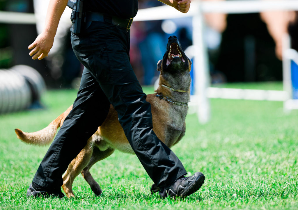 International Working Dog Registry – Dogs Serving Humanity