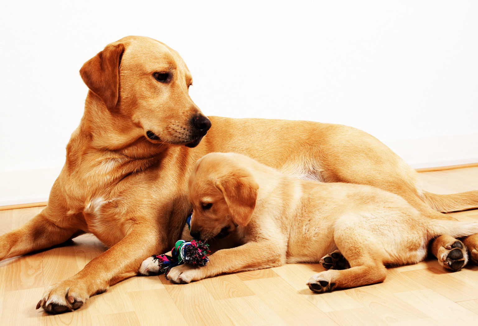 International Working Dog Registry – Dogs Serving Humanity