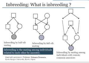 Genetic diversity – managing inbreeding – International Working Dog ...
